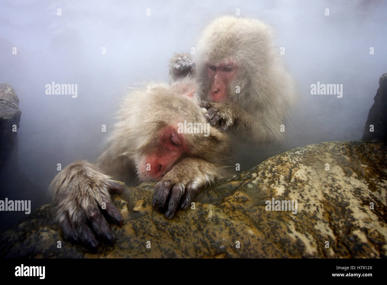 Japanese Macaque (Macaca fuscata) pair grooming in hot springs ...