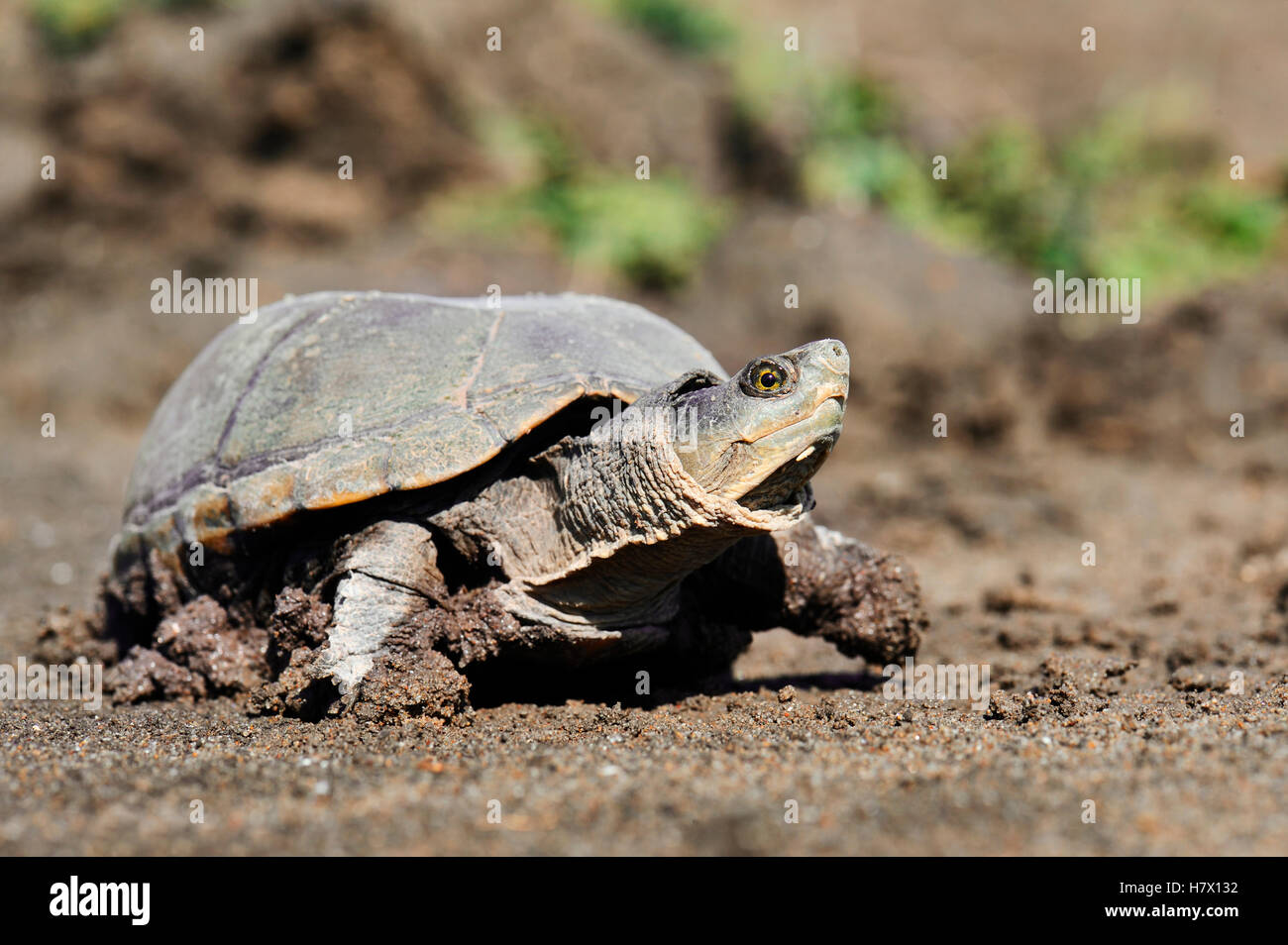 Eastern Mud Turtle (Kinosternon subrubrum) walking, Texas Stock Photo ...