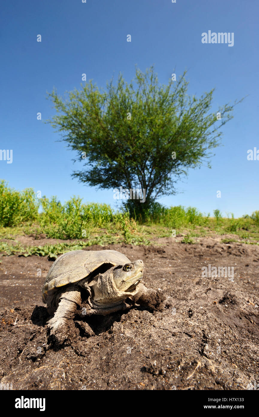 Eastern Mud Turtle (Kinosternon subrubrum) walking, Texas Stock Photo ...