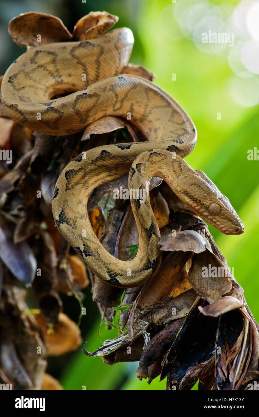 Ringed Tree Boa (Corallus annulatus), Colon, Panama Stock Photo - Alamy