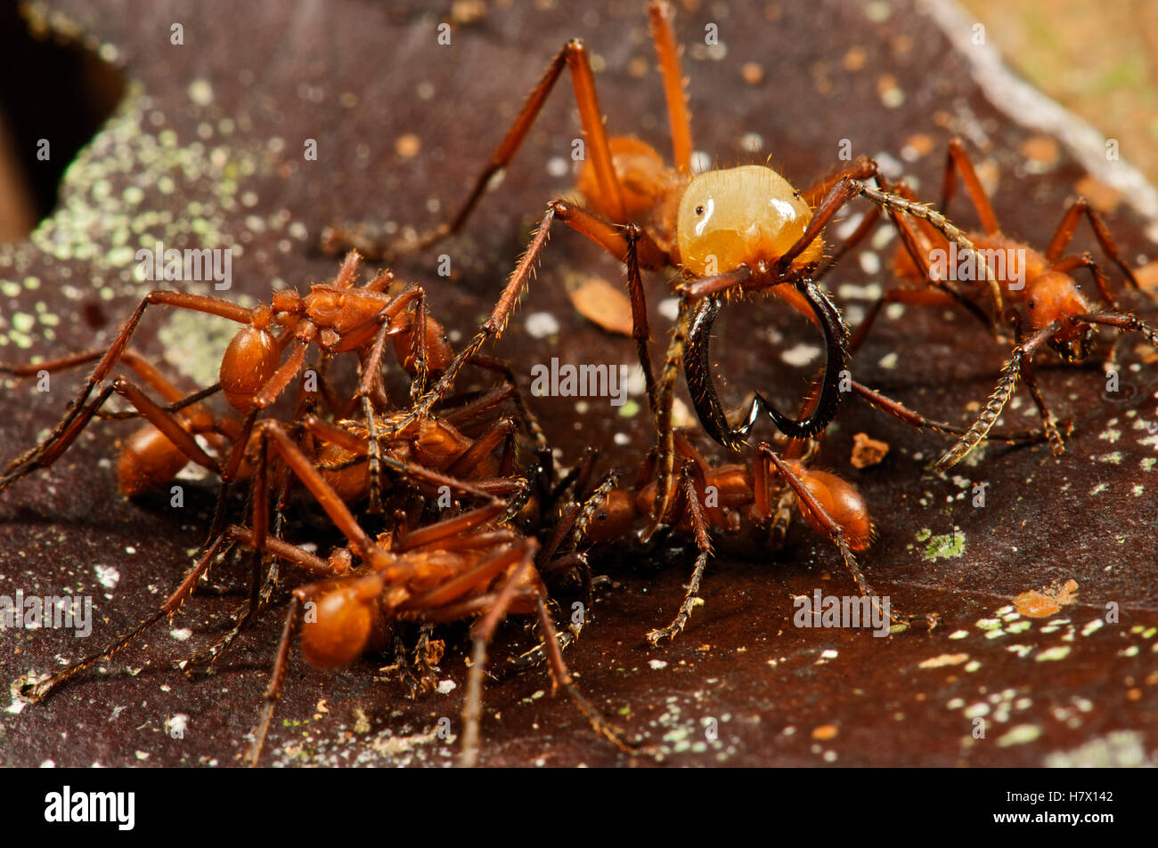 Army Ant (Eciton hamatum) soldier guarding workers, Colon, Panama Stock ...