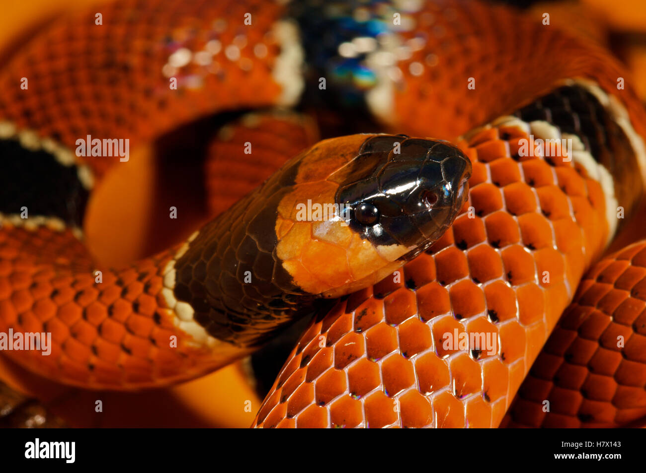 Black-banded Coral Snake (Micrurus nigrocinctus), Colon, Panama Stock ...