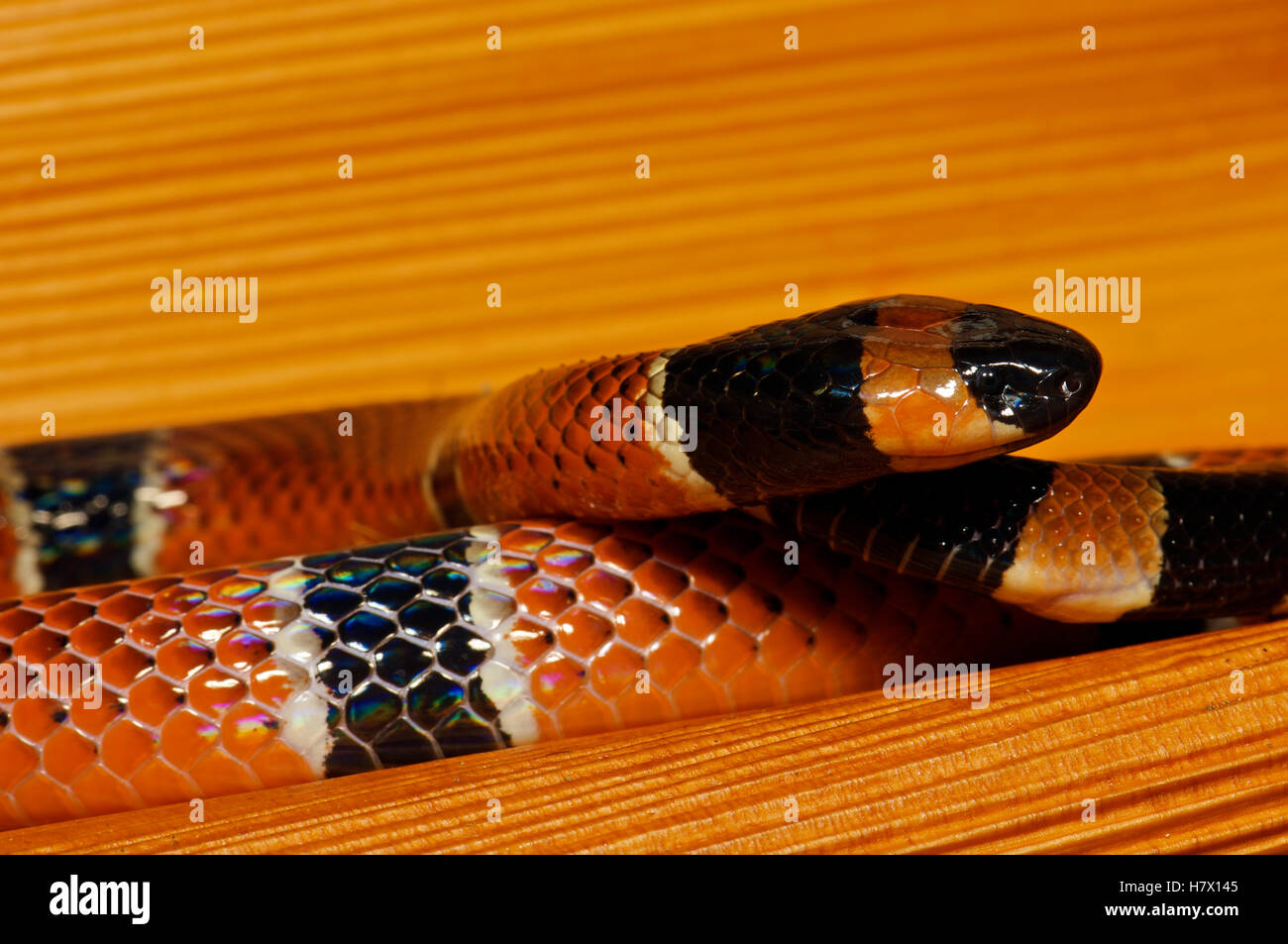 Black-banded Coral Snake (Micrurus nigrocinctus) male, Colon, Panama ...