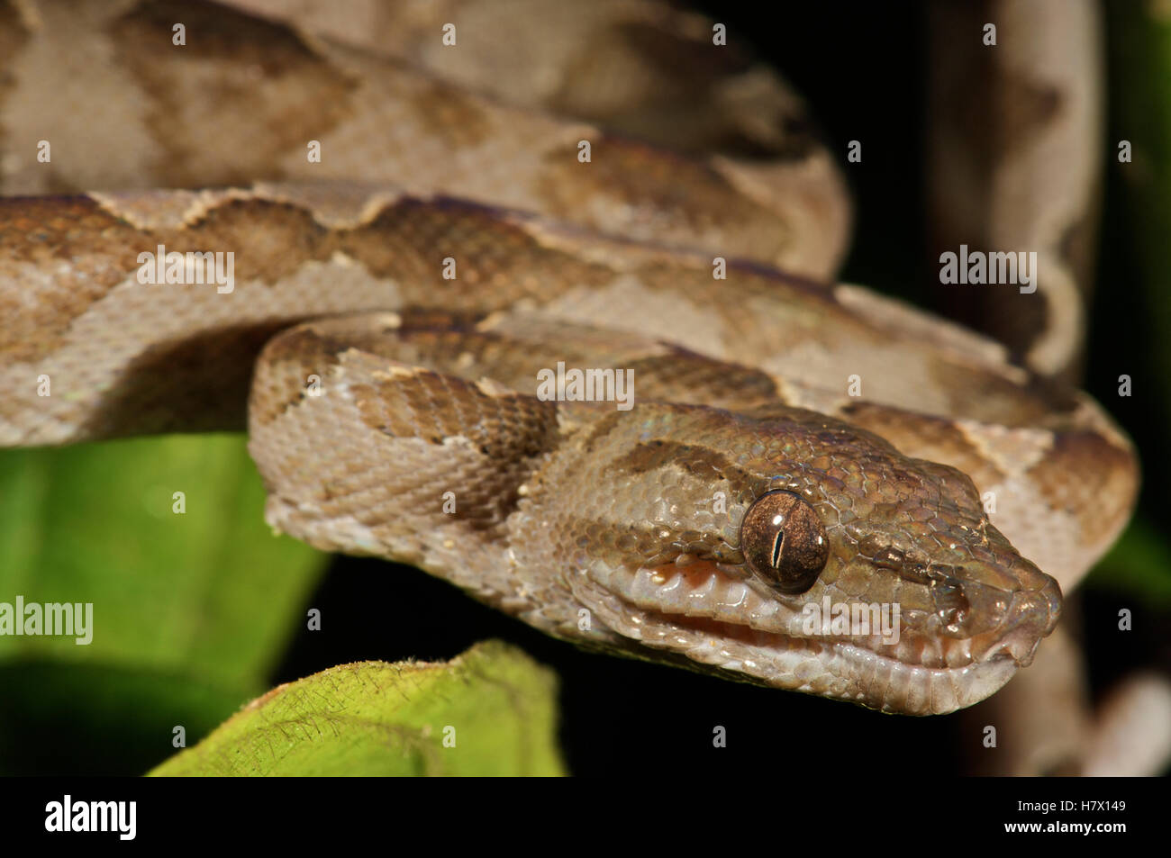 Ringed Tree Boa (Corallus annulatus) showing prominent loreal pits for ...