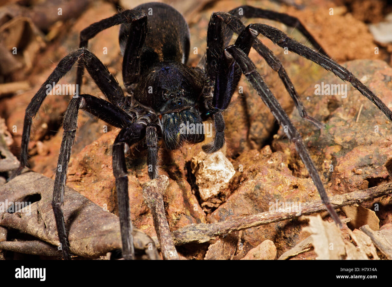 Spider (Ctenidae), Colon, Panama Stock Photo - Alamy
