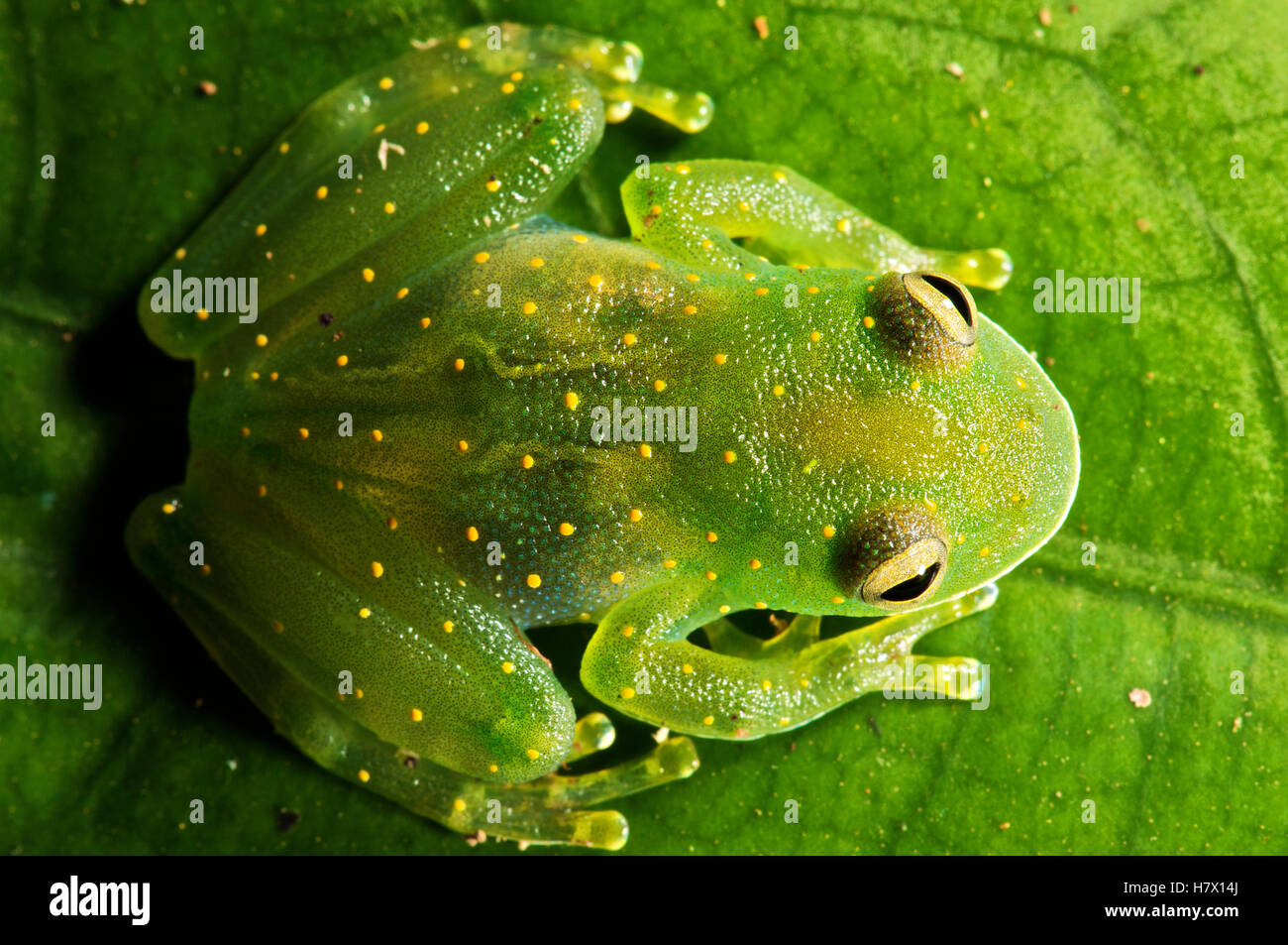 Slope-snouted Glass Frog (Cochranella euknemos), Colon, Panama Stock ...