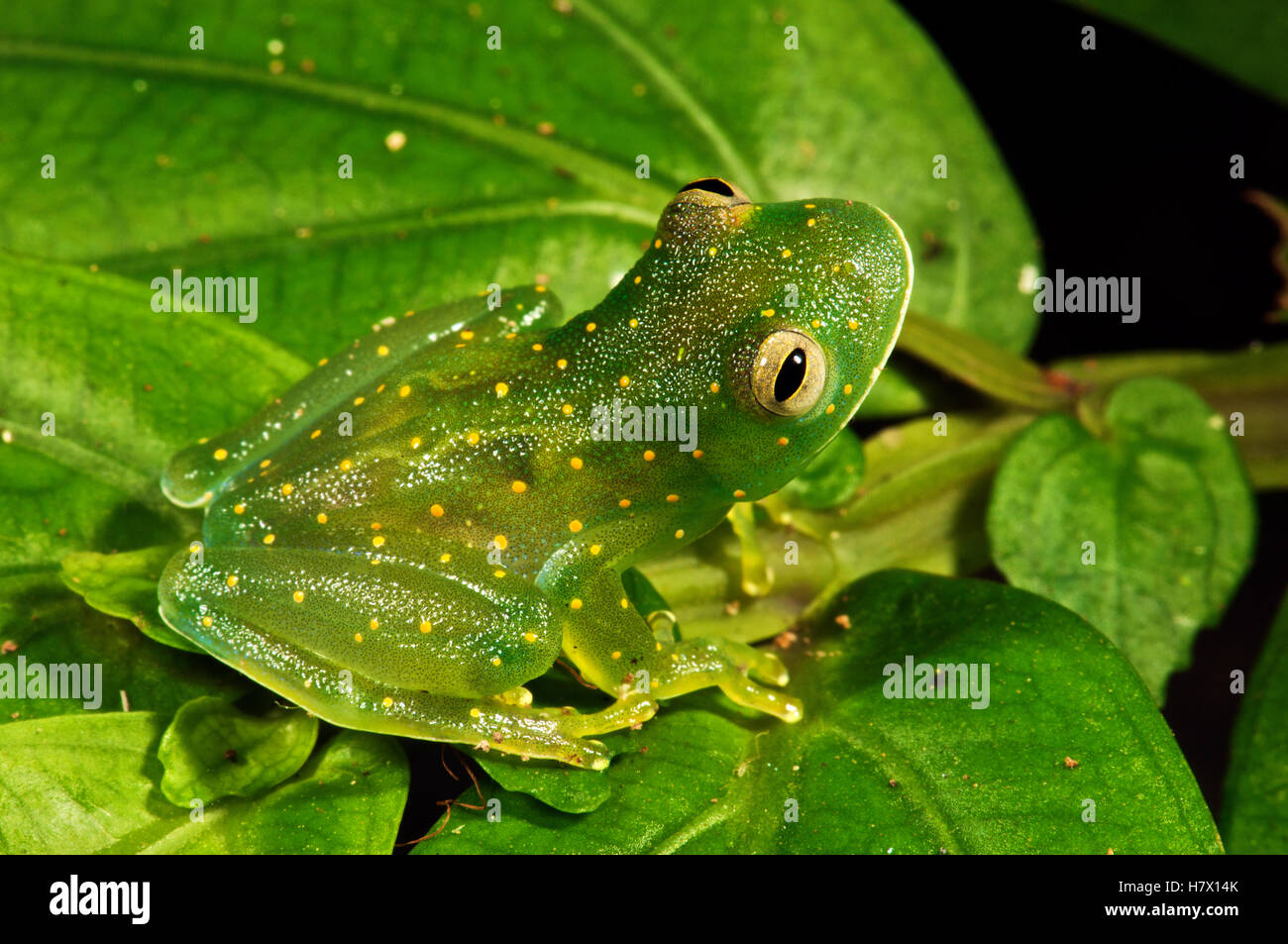 Slope-snouted Glass Frog (Cochranella euknemos), Colon, Panama Stock ...