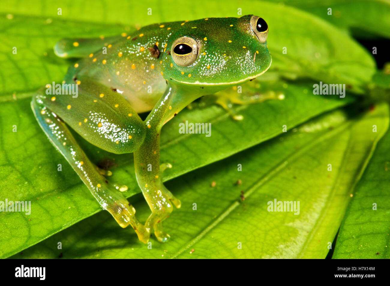 Slope-snouted Glass Frog (Cochranella euknemos), Colon, Panama Stock ...