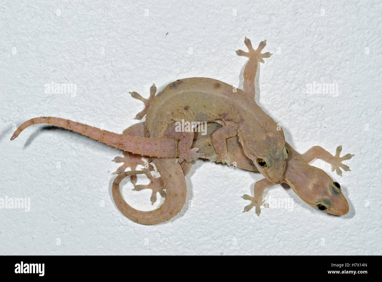 Moreau's Tropical House Gecko (Hemidactylus mabouia) pair mating on ...