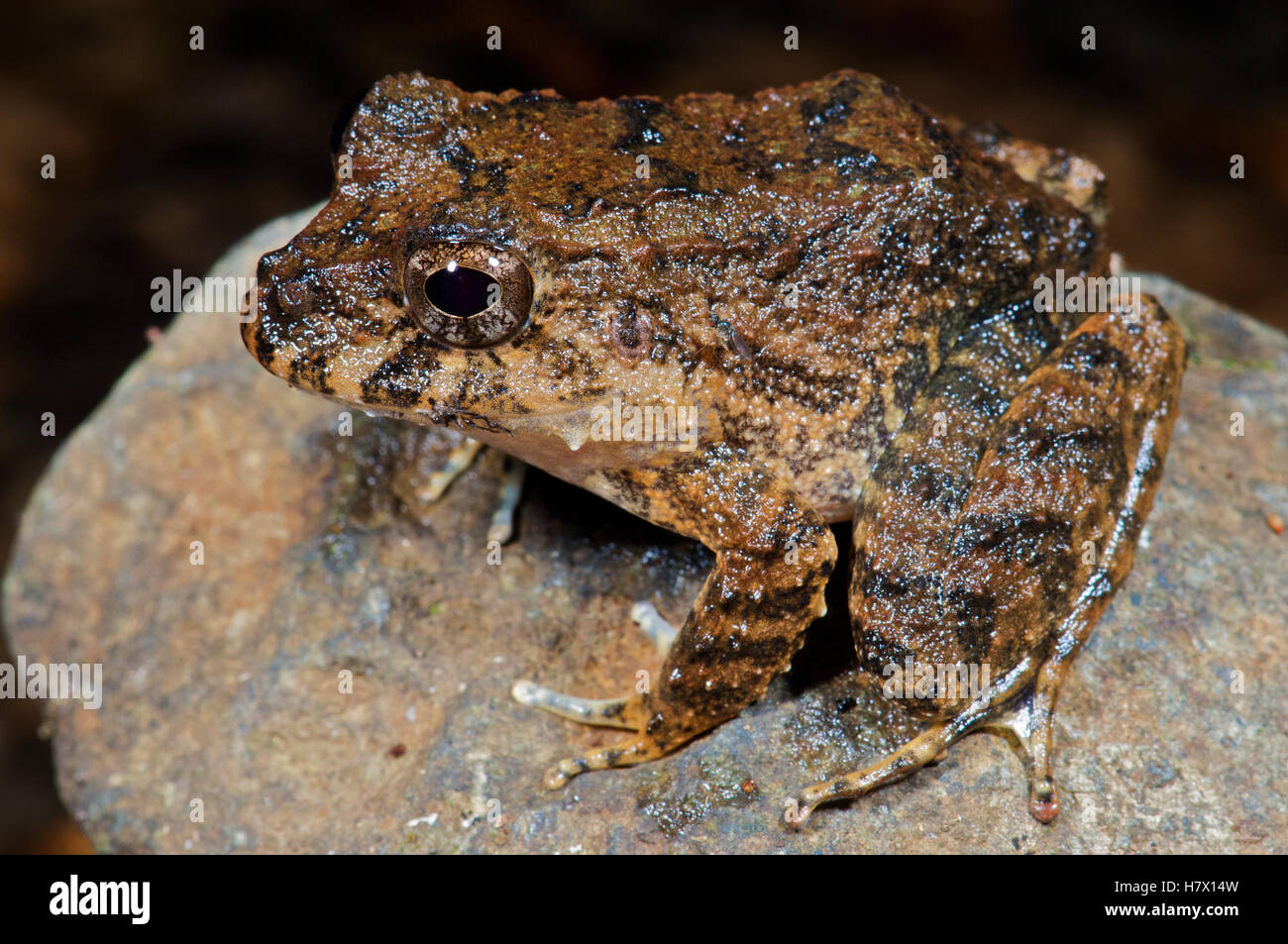 Toad-like Rain Frog (Strabomantis bufoniformis), Colon, Panama Stock ...
