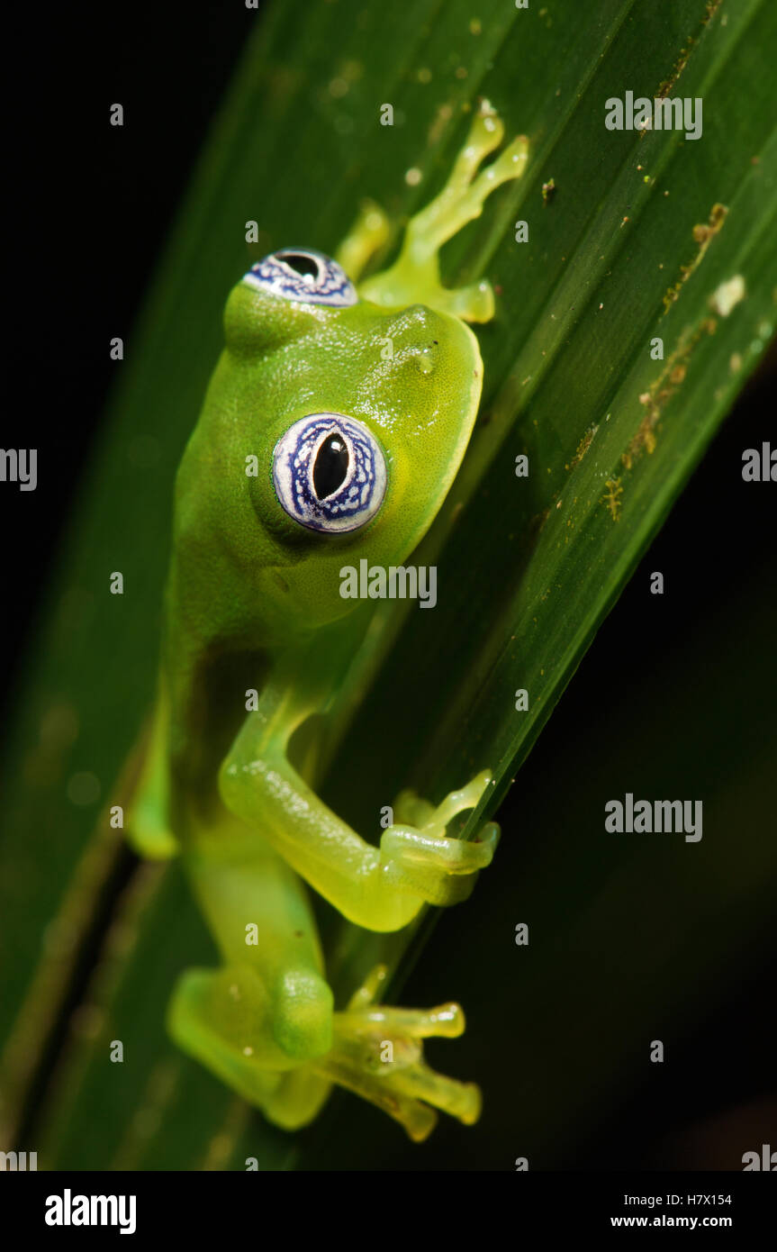 Leaf Frog (Cochranella spinosa), Colon, Panama Stock Photo - Alamy