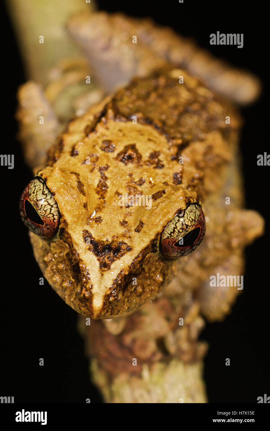 Golden-groined Rain Frog (Pristimantis cruentus), Colon, Panama Stock ...