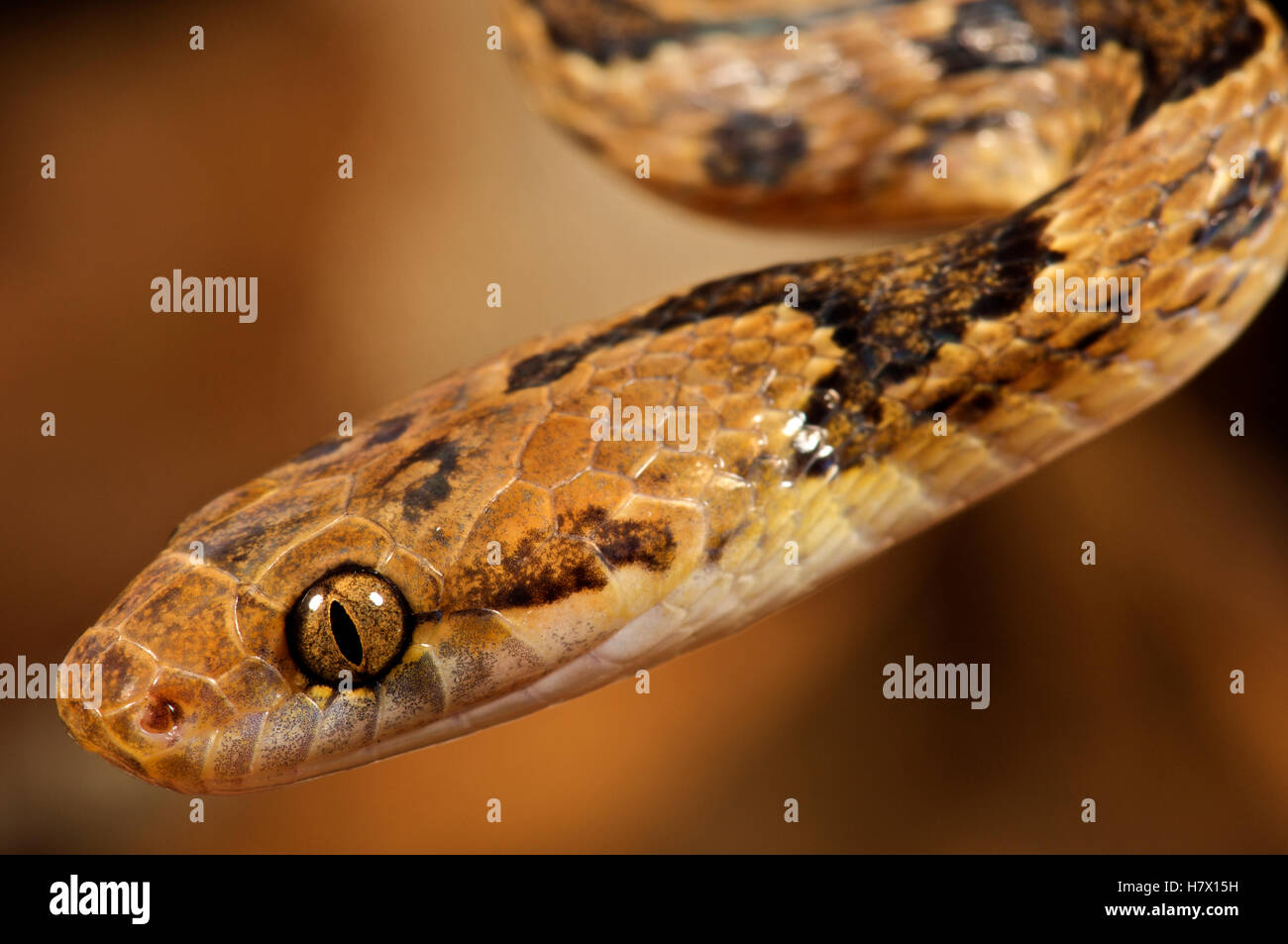 Cat-eyed Snake (Leptodeira annulata) portrait, Colon, Panama Stock ...