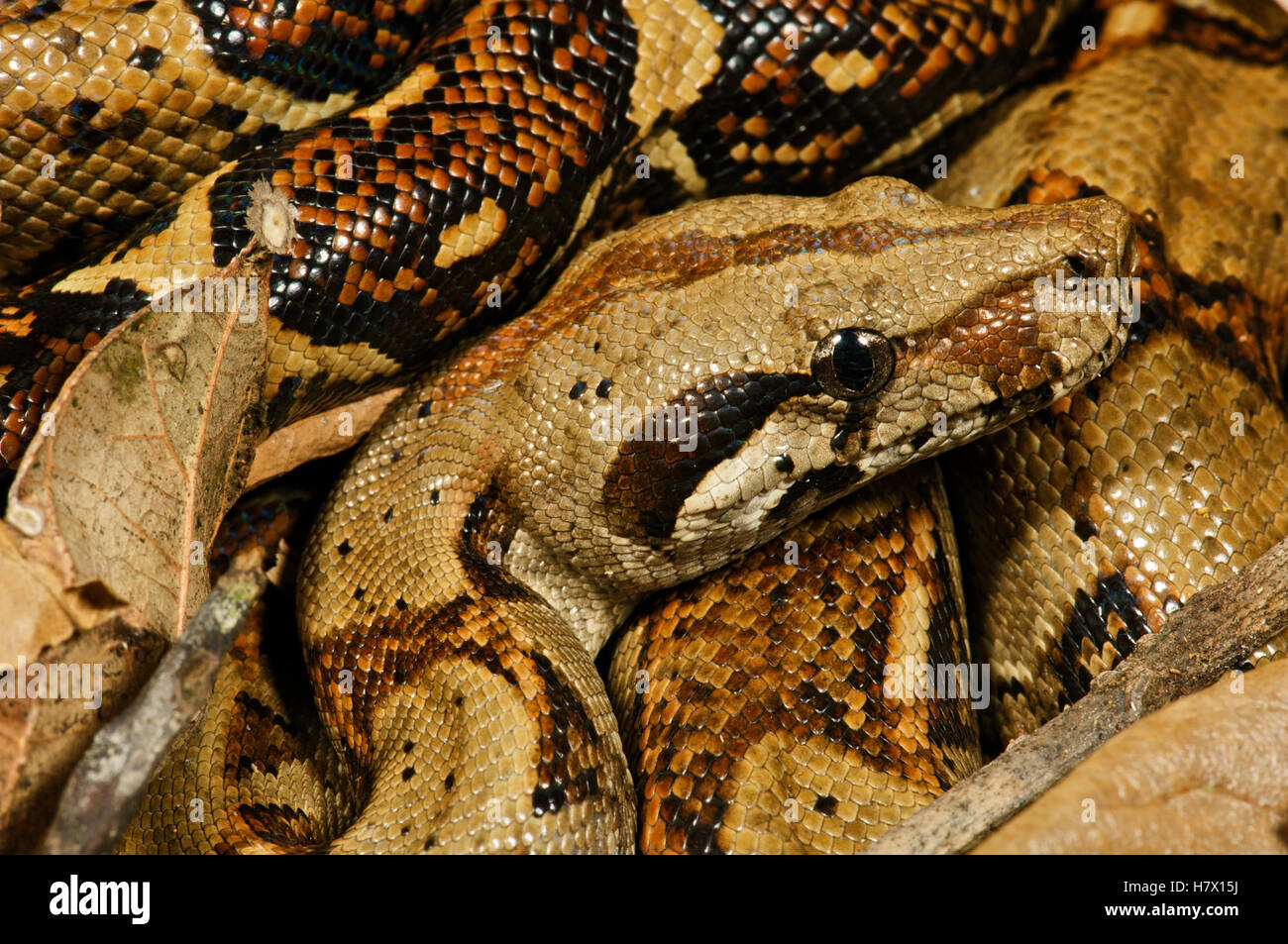 Boa Constrictor (Boa constrictor) coiled, Colon, Panama Stock Photo - Alamy
