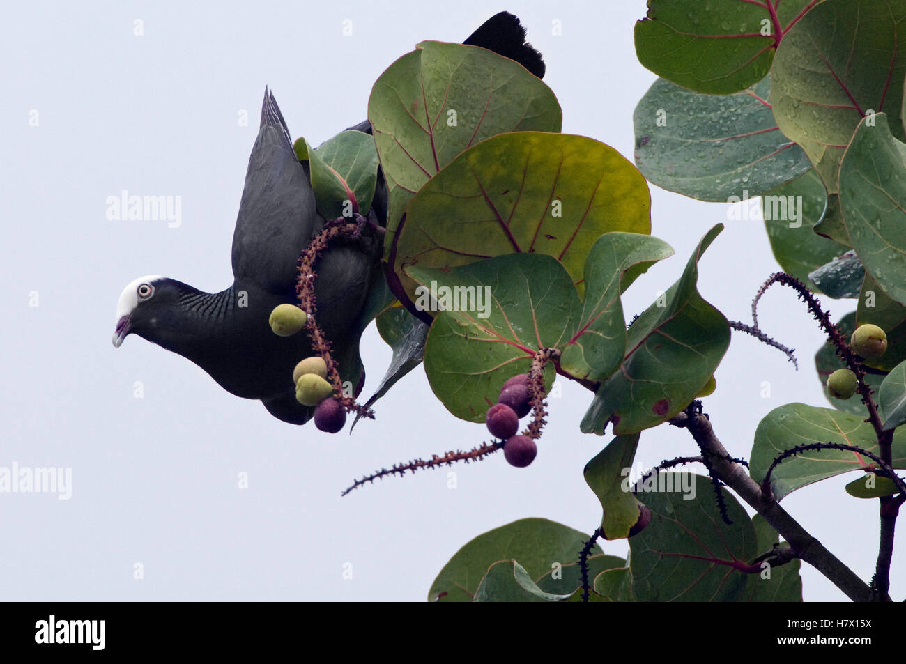White-crowned Pigeon (Columba leucocephala) male feeding on Sea Grape ...