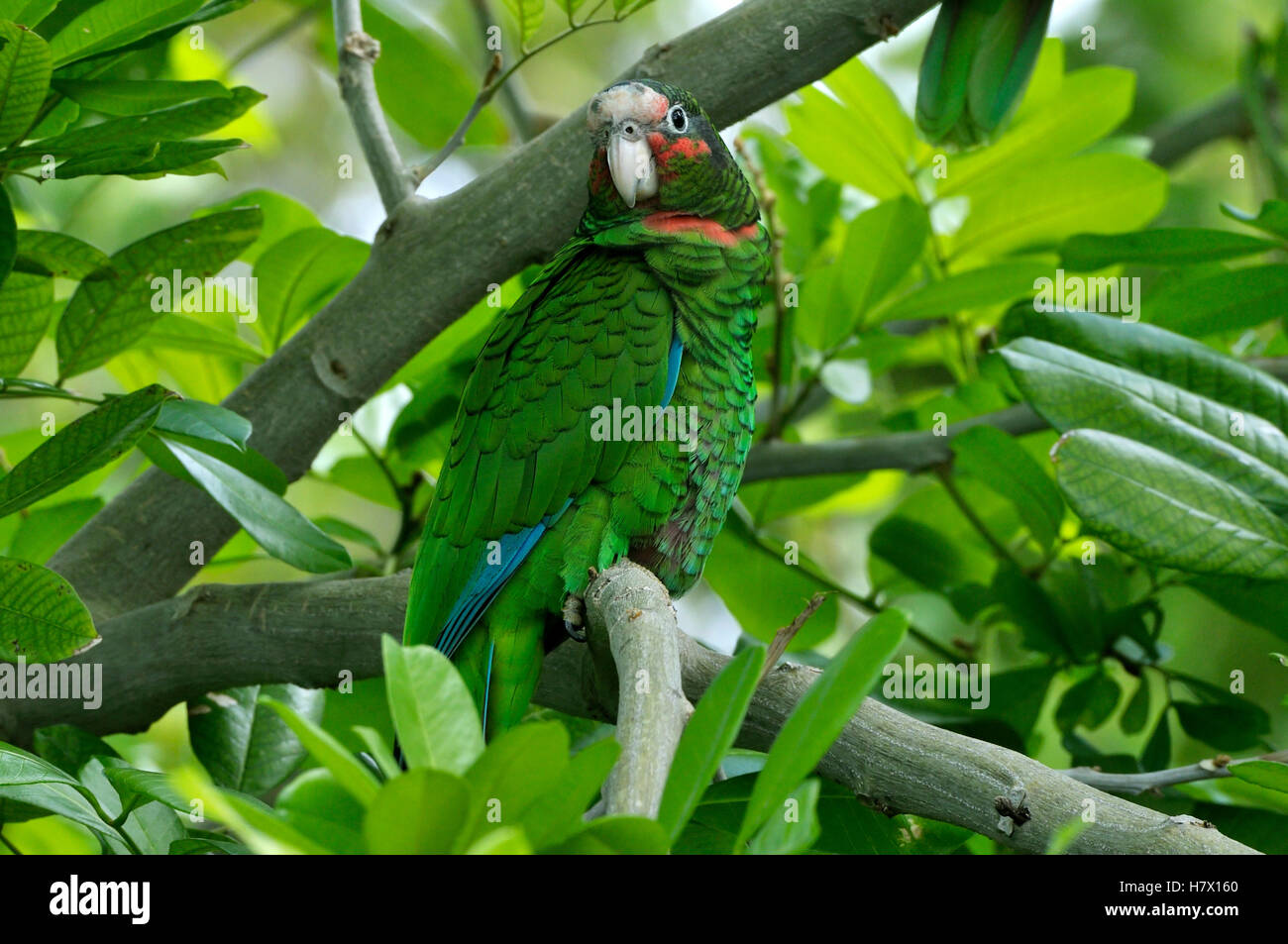 Cuban Parrot (Amazona leucocephala) perched in Pomerac (Syzygium ...