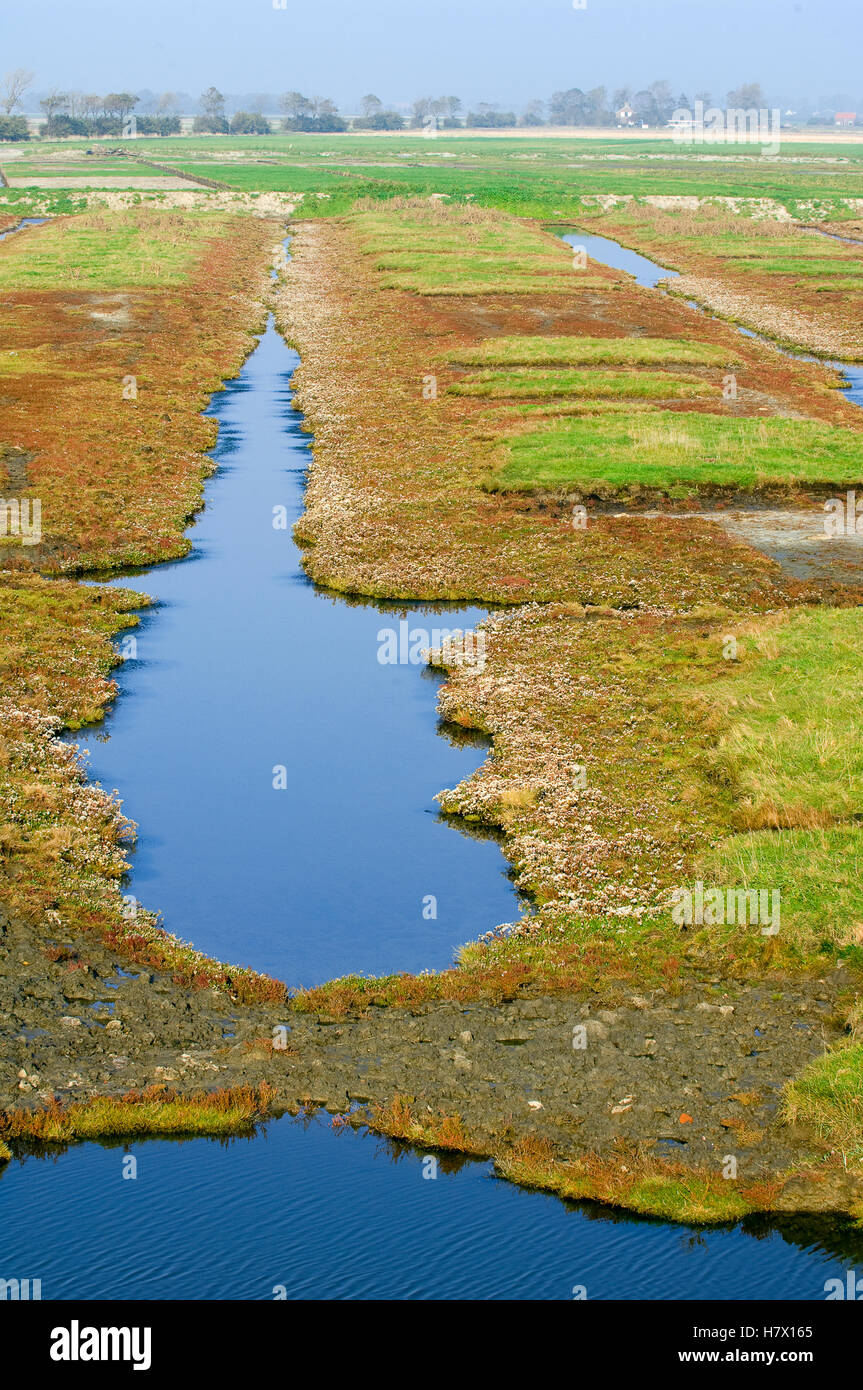 Brackish marsh, Zeeland, Netherlands Stock Photo - Alamy