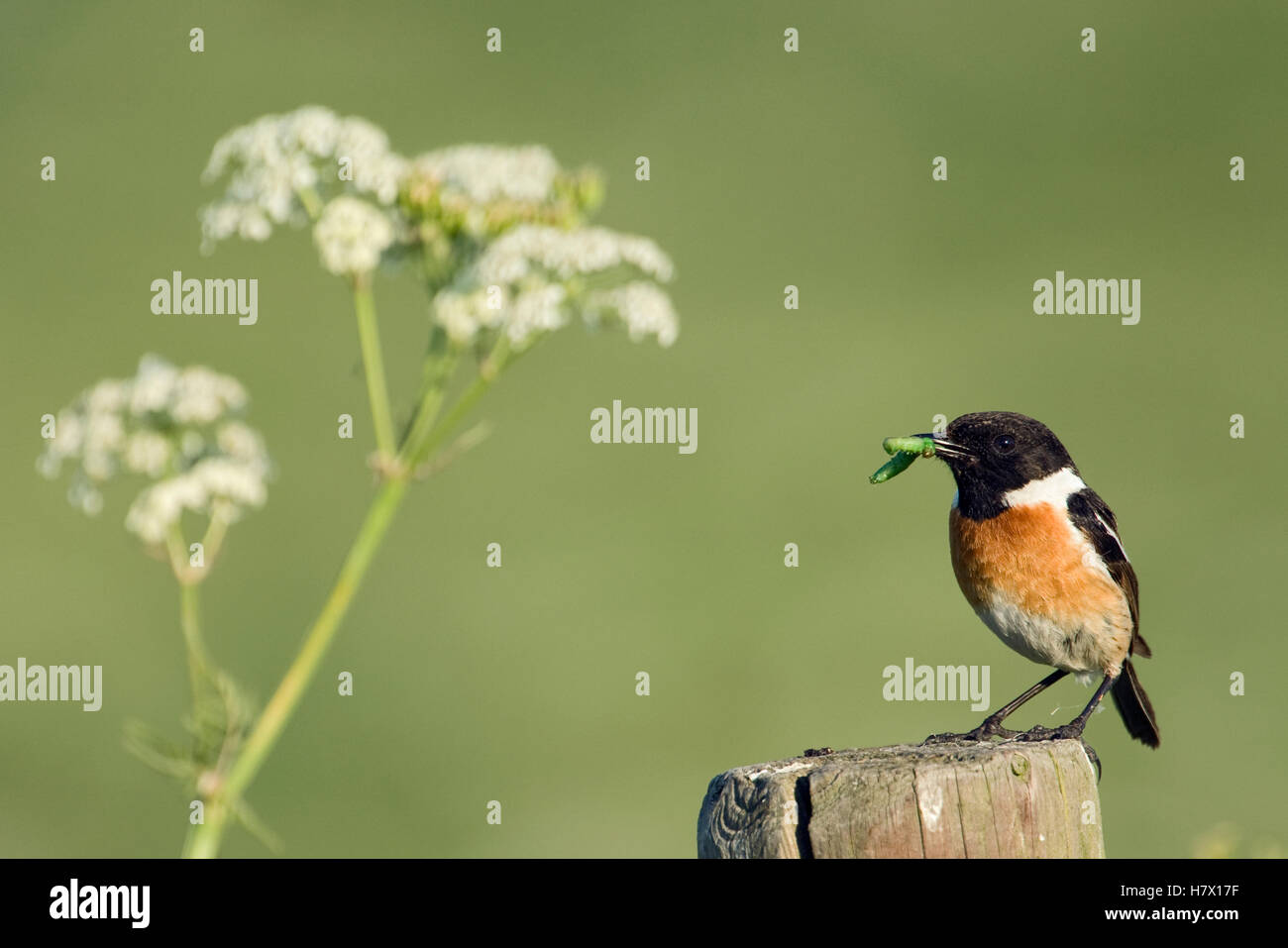 Common Stonechat (Saxicola torquata) male with a caterpillar in its ...