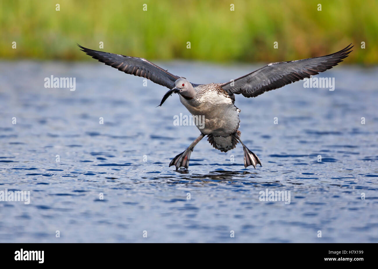 Red-throated Loon (Gavia stellata) landing on the water, Sweden Stock ...