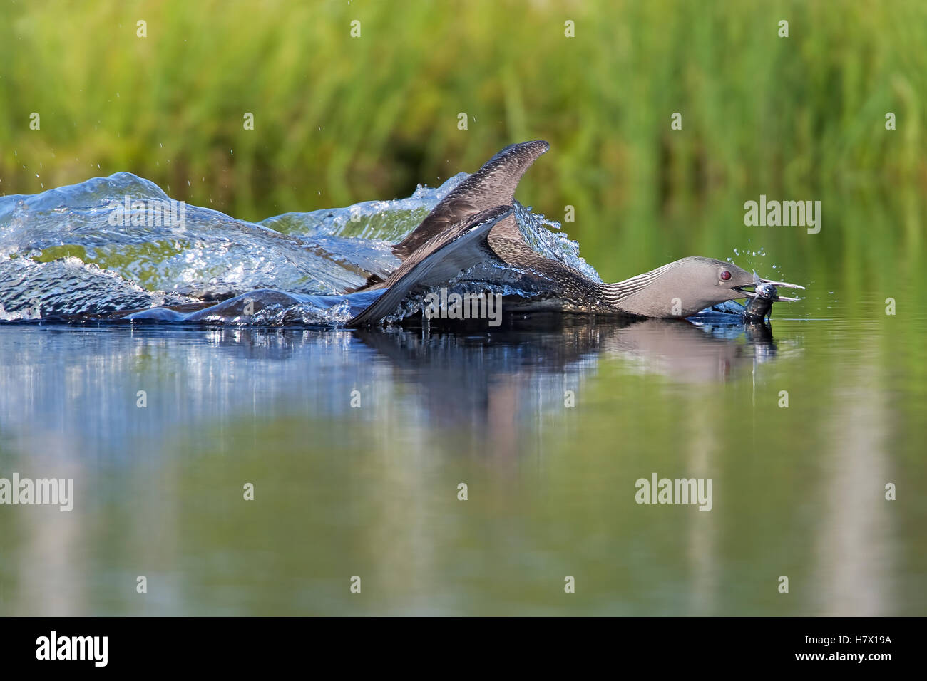 Red-throated Loon (Gavia stellata) with a caught Common Whitefish ...