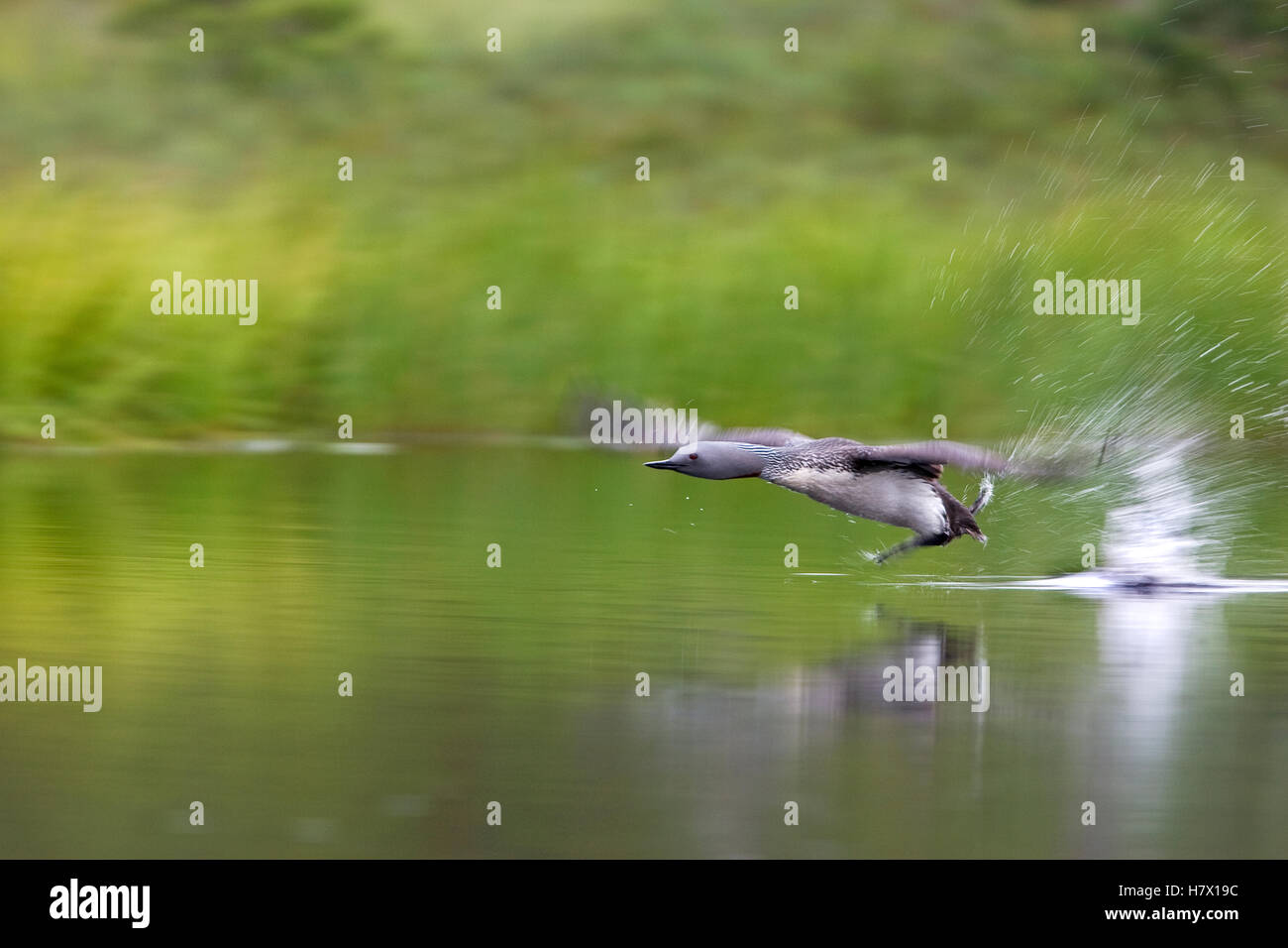 Red-throated Loon (Gavia stellata) taking off from the water, Sweden ...