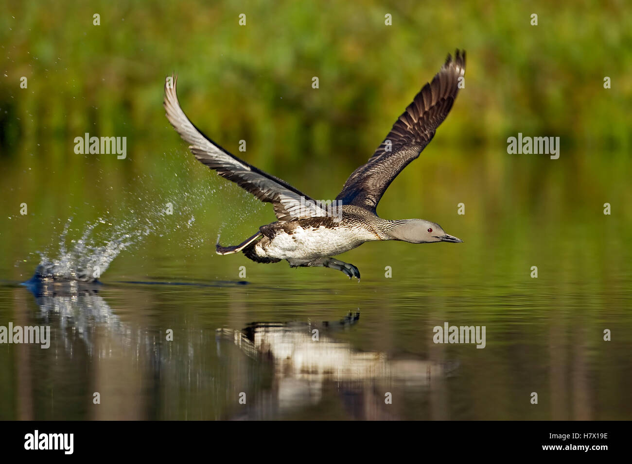 Red-throated Loon (Gavia stellata) taking off from the water, Sweden ...