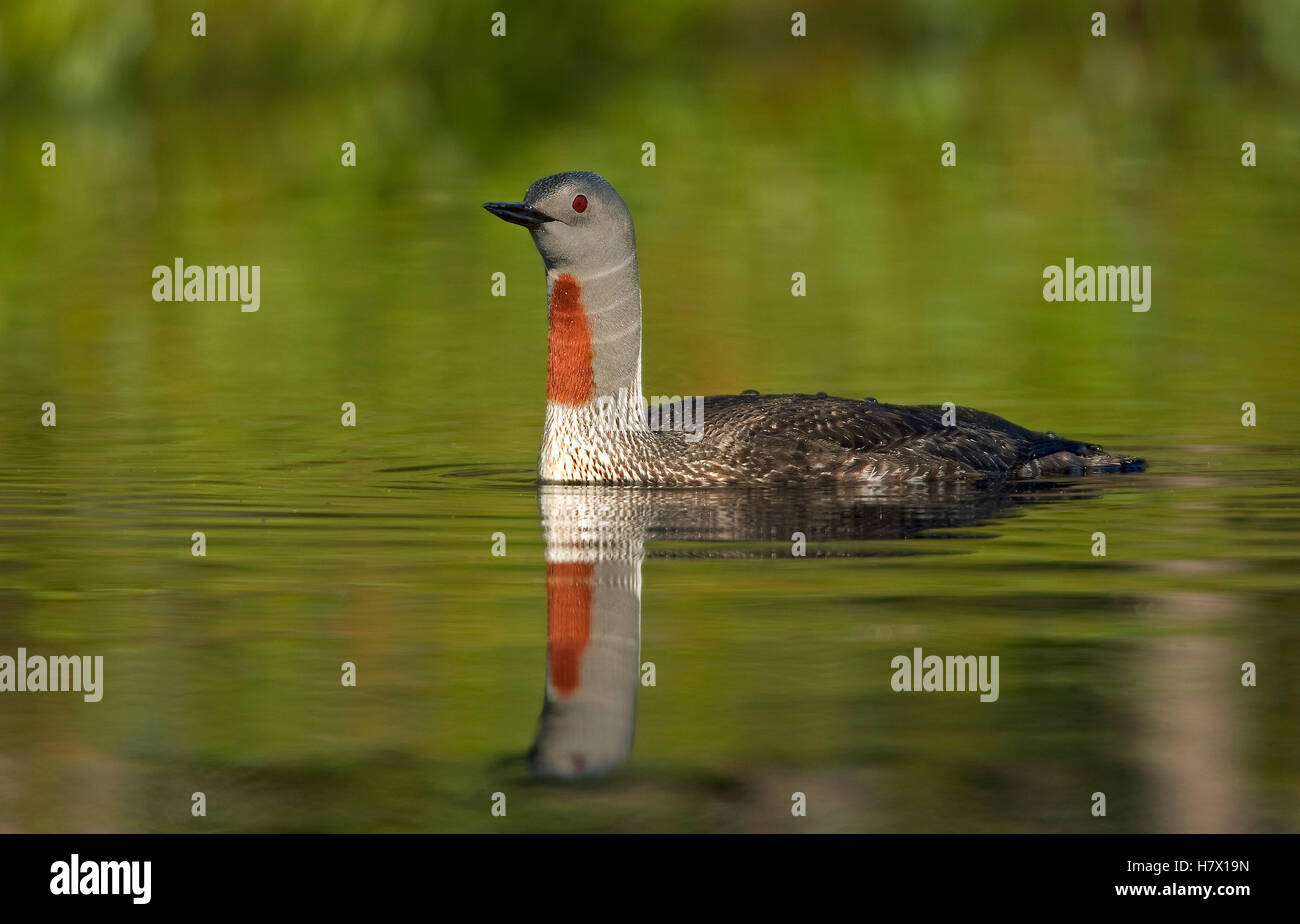 Red-throated Loon (Gavia stellata) swimming, Sweden Stock Photo - Alamy