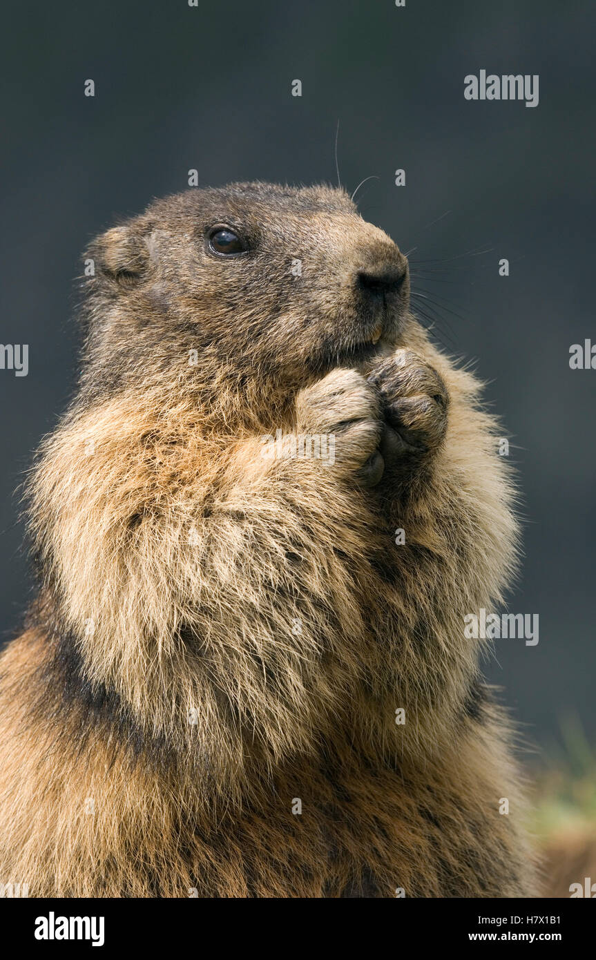 Alpine Marmot (Marmota marmota) feeding, Heiligenblut, Hohe Tauern National Park, Austria Stock ...