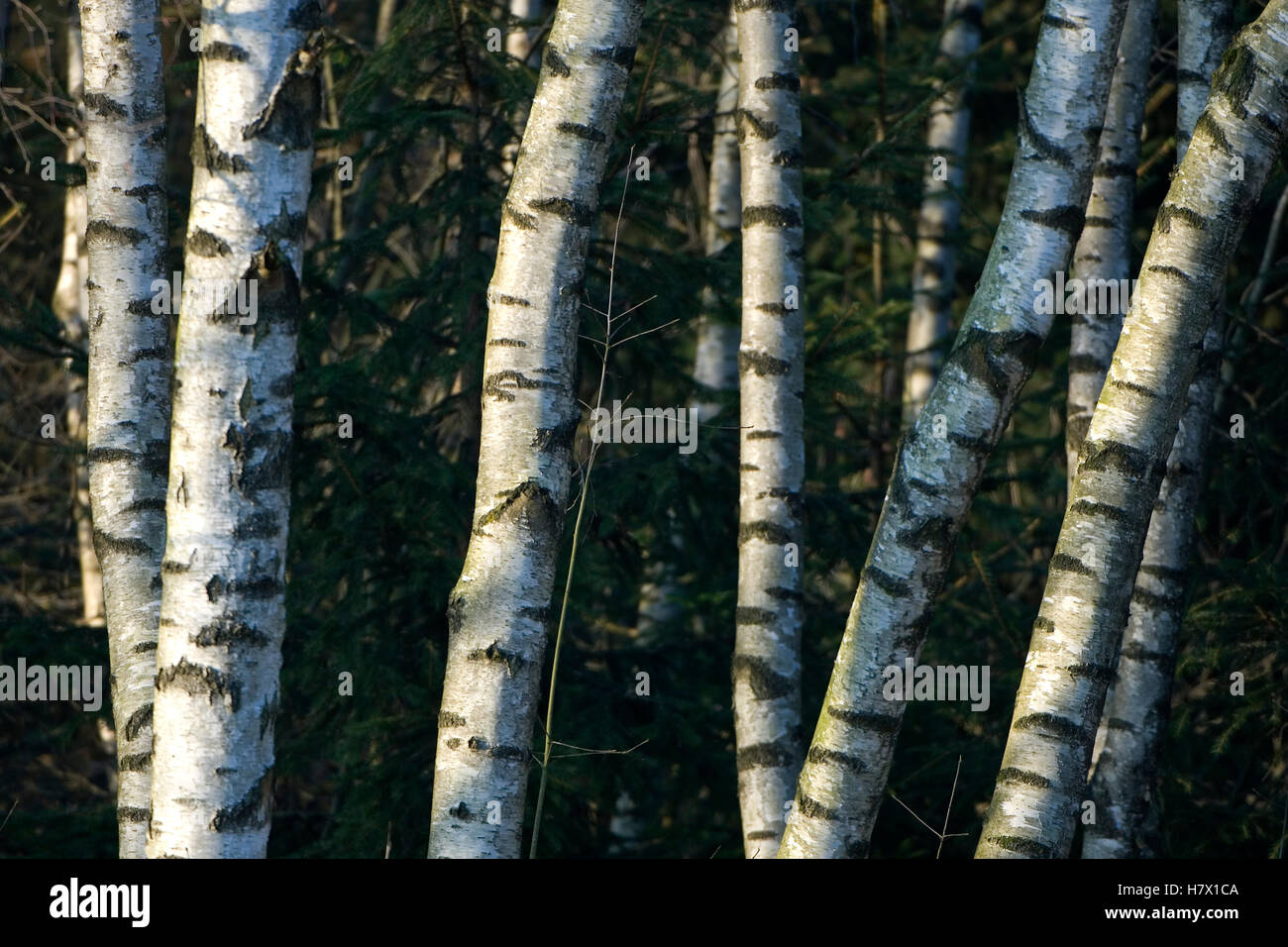 Birch (Betula sp) forest in marsh, Vechta, Germany Stock Photo - Alamy