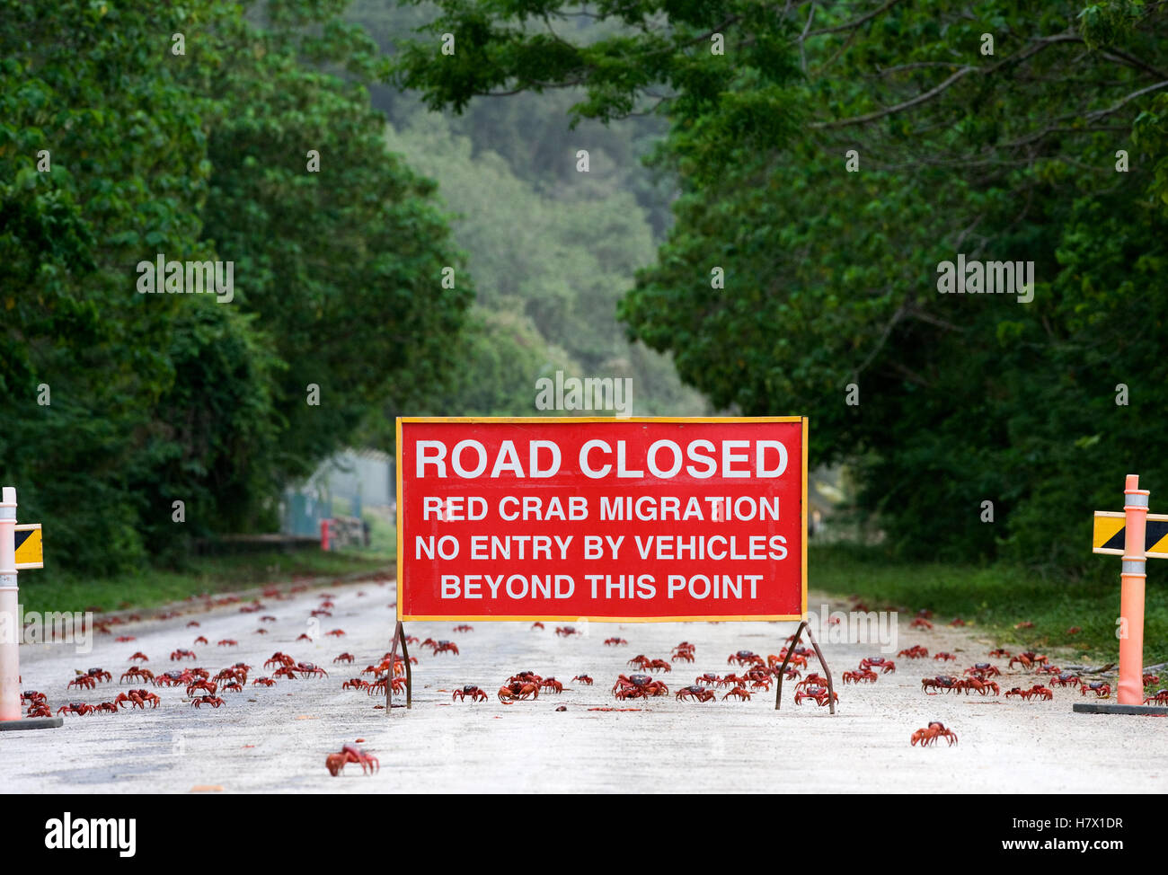 Christmas Island Red Crab (Gecarcoidea natalis) group crossing road ...