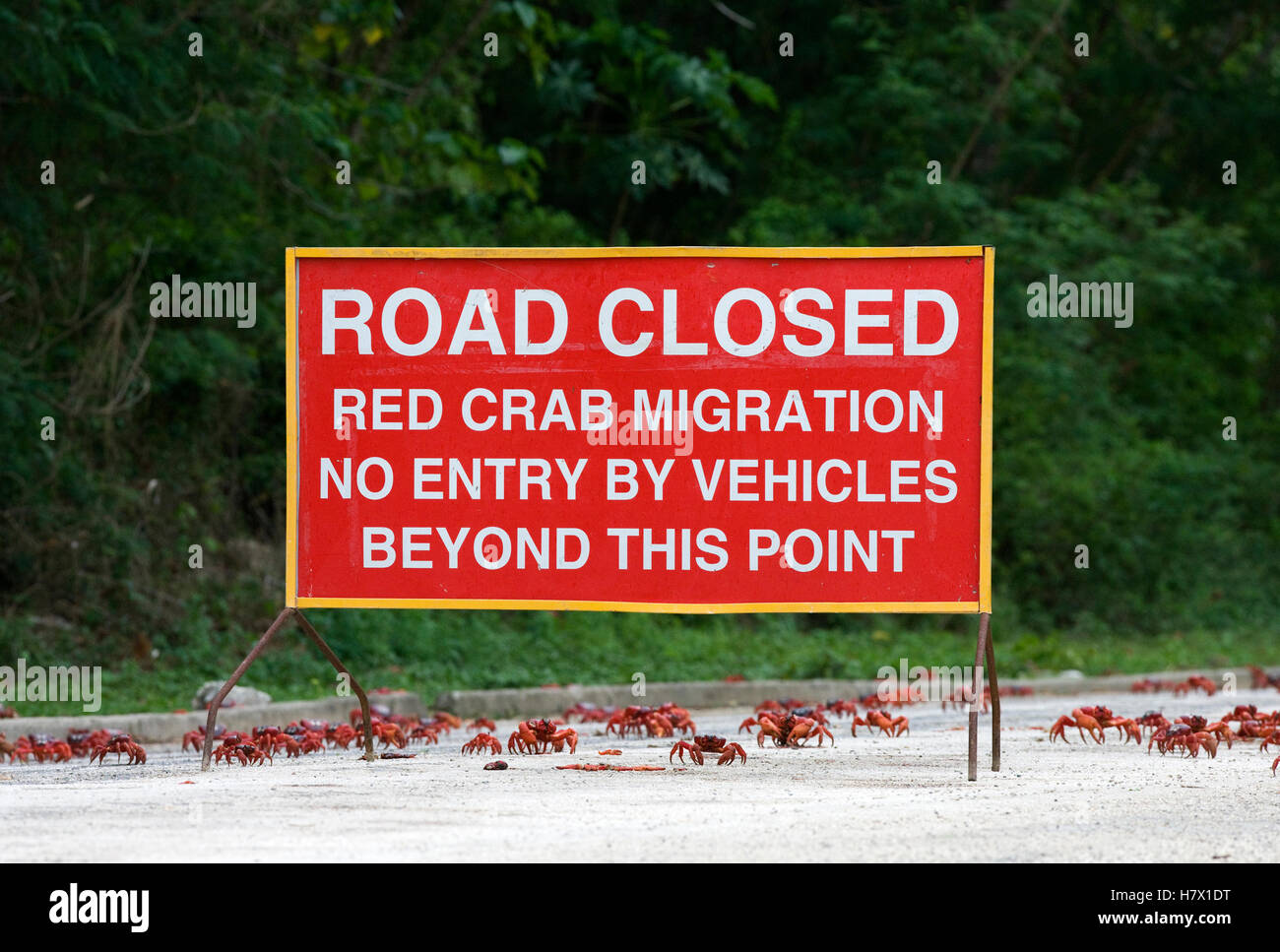 Christmas Island Red Crab (Gecarcoidea natalis) group crossing road ...