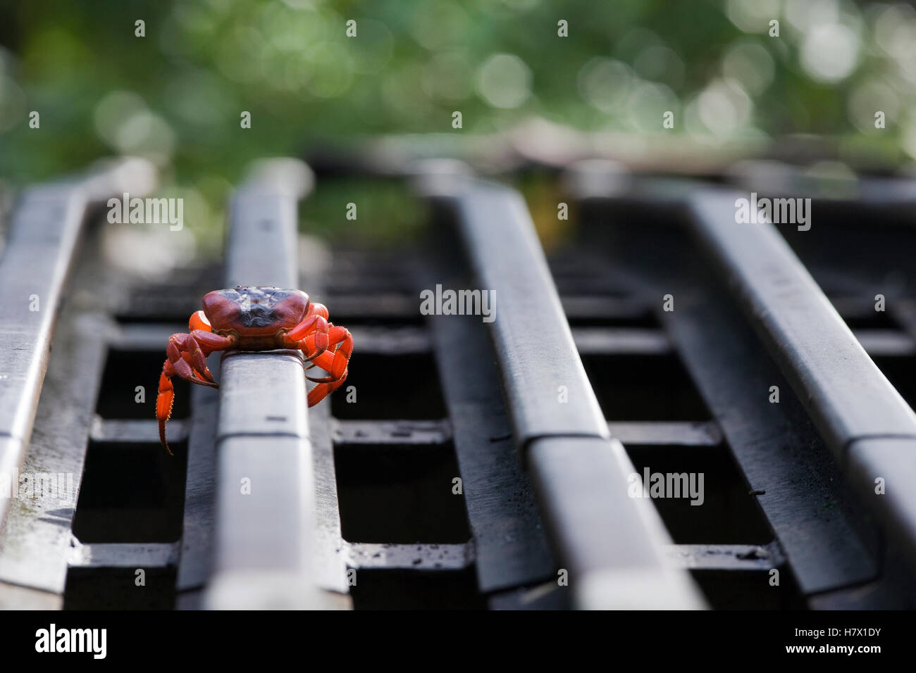 Christmas Island Red Crab (Gecarcoidea natalis) crossing a steel rail ...