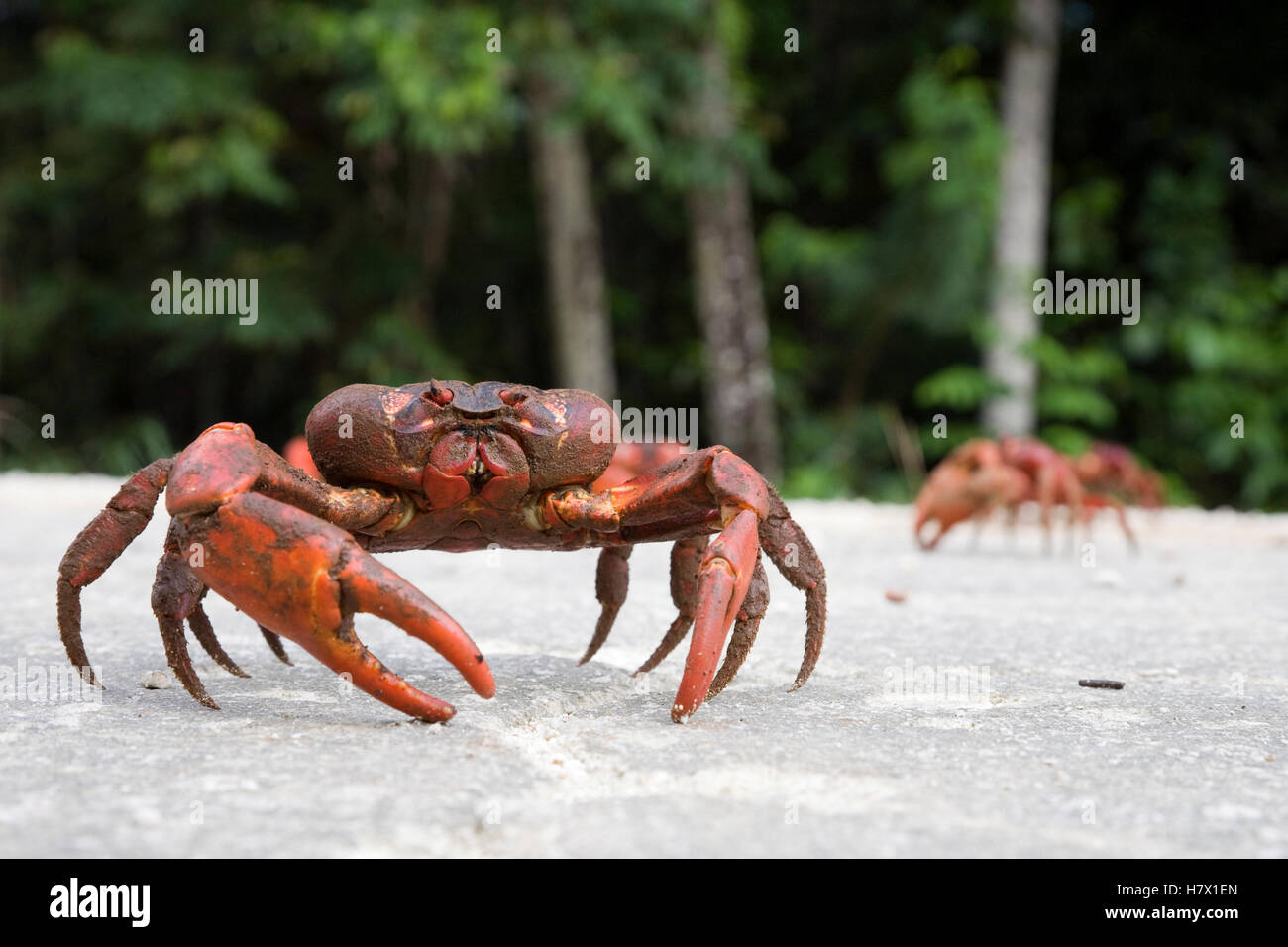 Christmas Island Red Crab (Gecarcoidea natalis) crossing the road ...