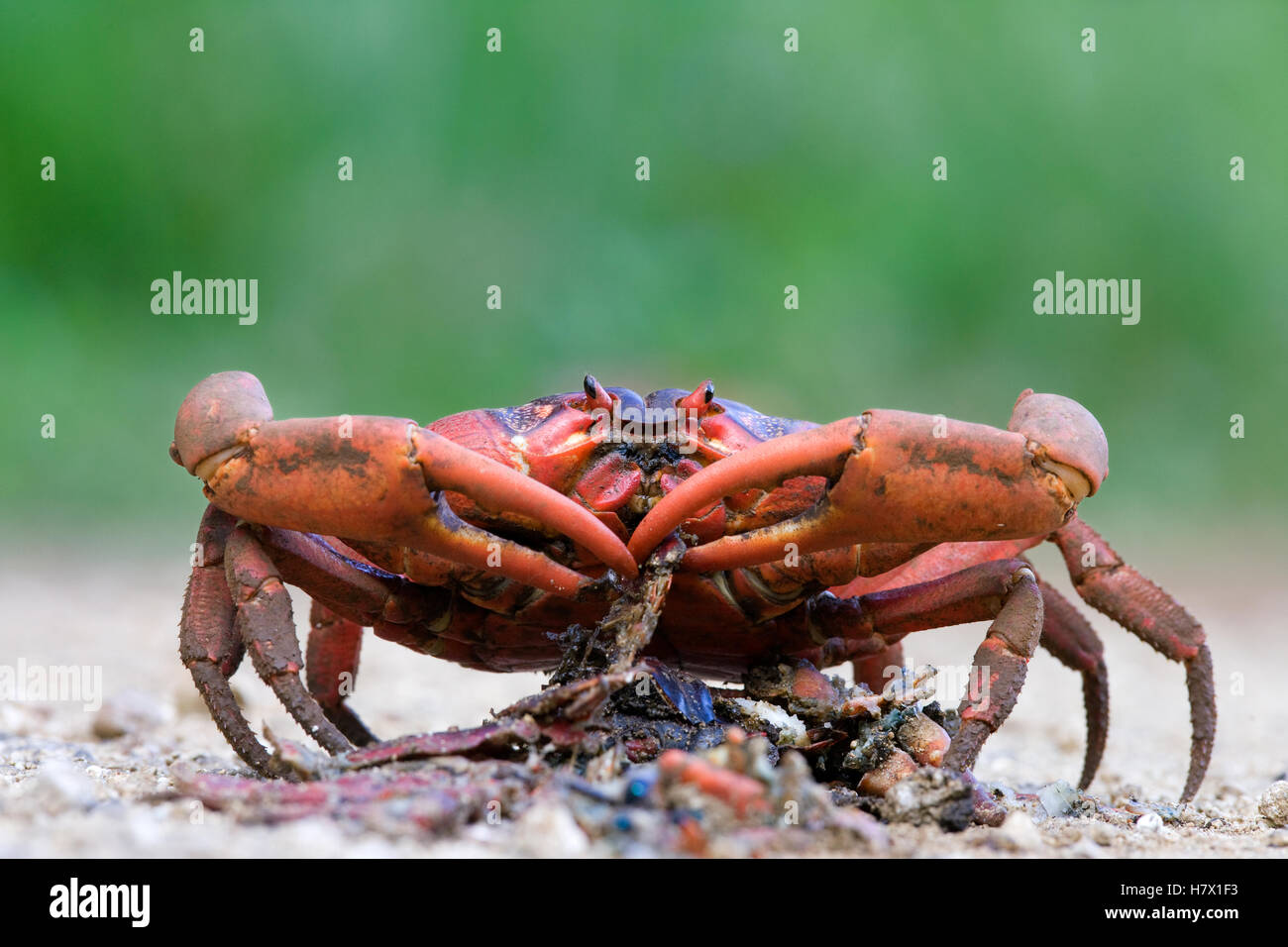 Christmas Island Red Crab (Gecarcoidea natalis) feeding on another crab ...