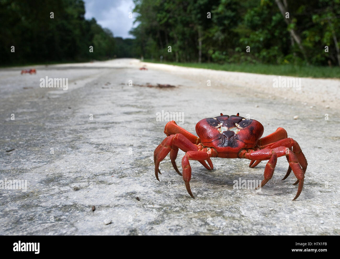 Christmas Island Red Crab (Gecarcoidea natalis) walking on a road ...