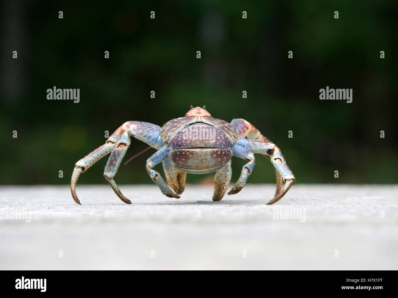 Coconut Crab (Birgus latro) crossing the road, Christmas Island ...