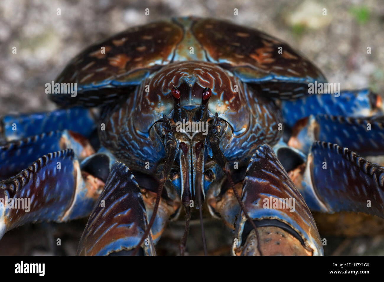 Coconut Crab (Birgus latro) portrait, Christmas Island, Australia Stock ...