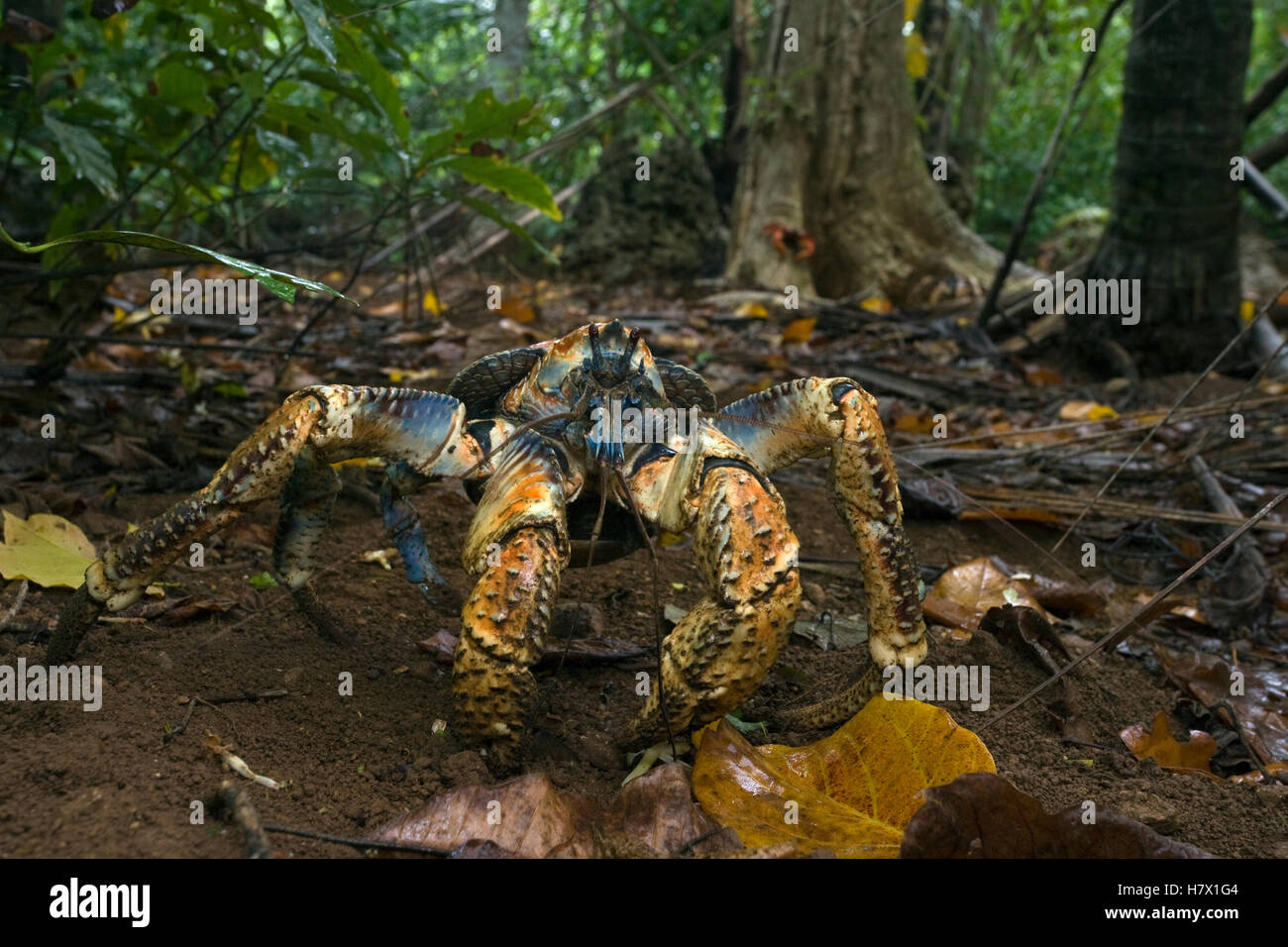 Coconut Crab (Birgus latro), Christmas Island, Australia Stock Photo ...