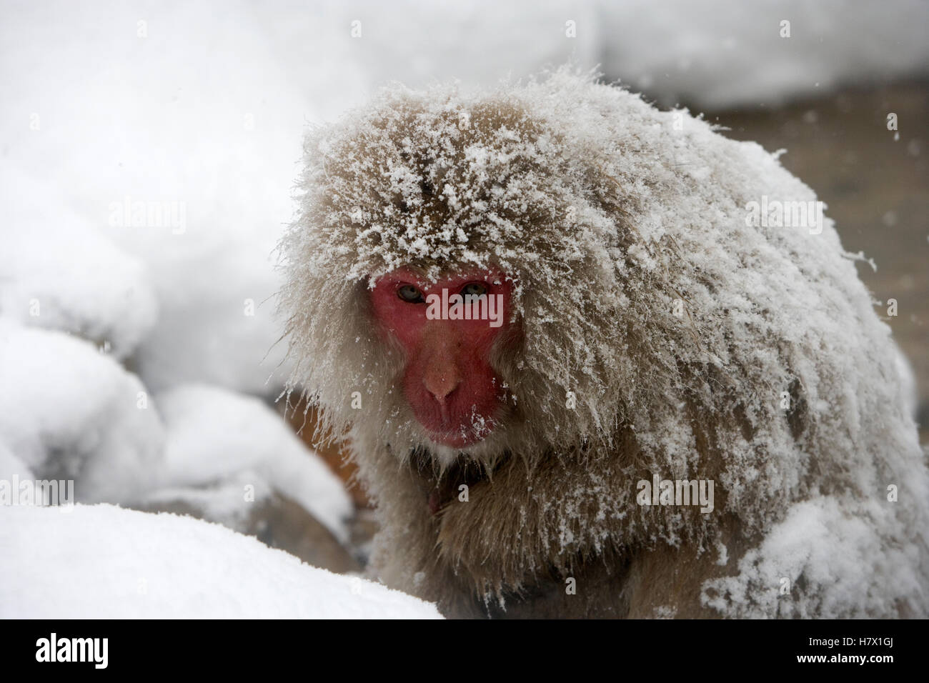 Japanese Macaque (Macaca fuscata) covered with snow, Jigokudani ...