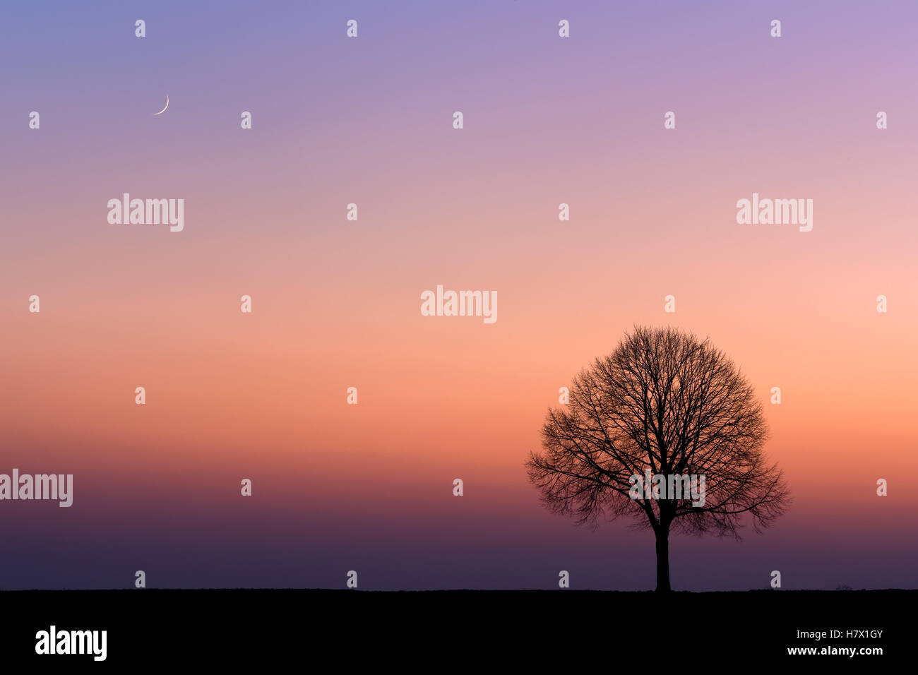 Lone tree on the horizon, Wiesbaden, Germany Stock Photo - Alamy