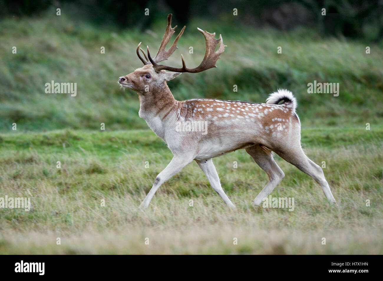 Fallow Deer (Dama dama) buck in rut, Netherlands Stock Photo - Alamy