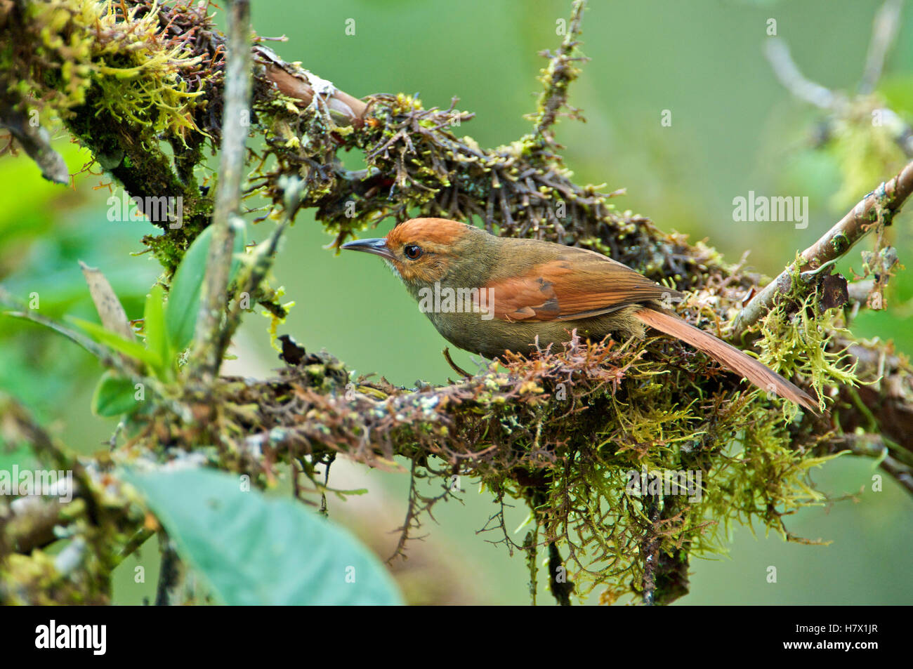Red-faced Spinetail (Cranioleuca erythrops), Andes, Ecuador Stock Photo ...