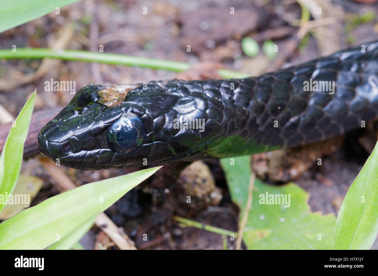 Large-scaled Black Tree Snake (Chironius grandisquamis) with injury ...