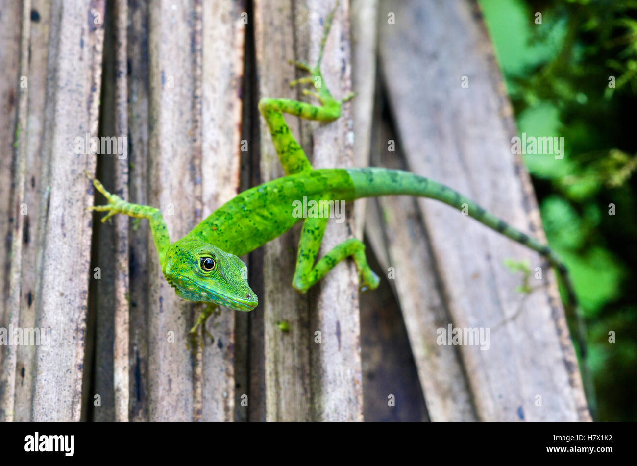 O'Shaughnessy's Anole (Anolis gemmosus), Andes, Ecuador Stock Photo - Alamy