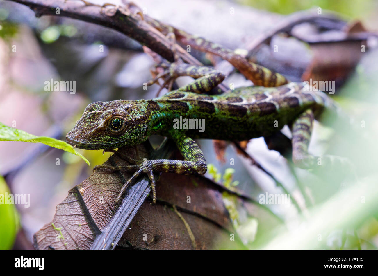 Equatorial Anole (Anolis aequatorialis) sitting on a stem, Andes ...