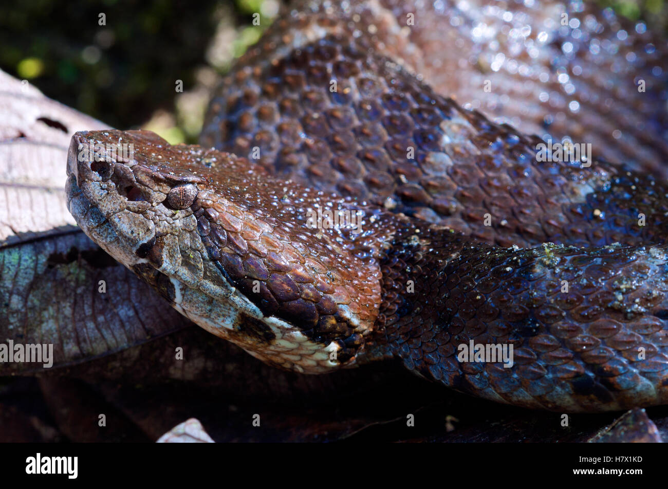 Ecuadorian Toad-headed Pit-viper (Bothrocophias campbelli), Andes, Ecuador Stock Photo - Alamy