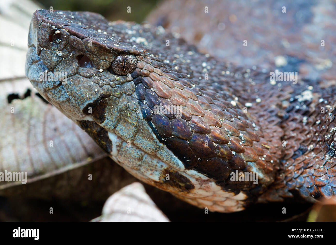 Ecuadorian Toad-headed Pit-viper (Bothrocophias campbelli), Andes, Ecuador Stock Photo - Alamy