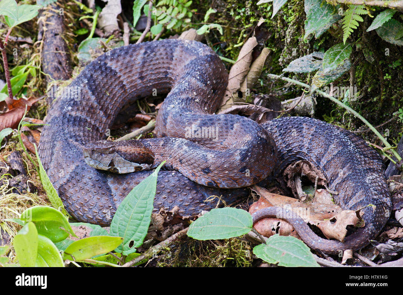 Ecuadorian Toad-headed Pit-viper (Bothrocophias campbelli), Andes ...