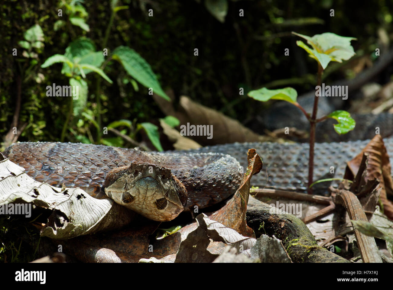 Ecuadorian Toad-headed Pit-viper (Bothrocophias campbelli), Andes ...