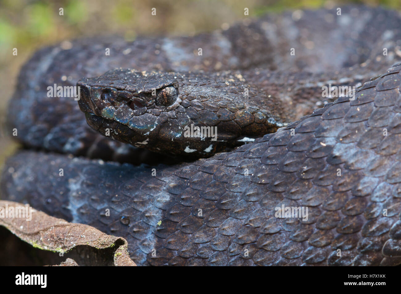 Ecuadorian Toad-headed Pit-viper (Bothrocophias campbelli), Andes ...